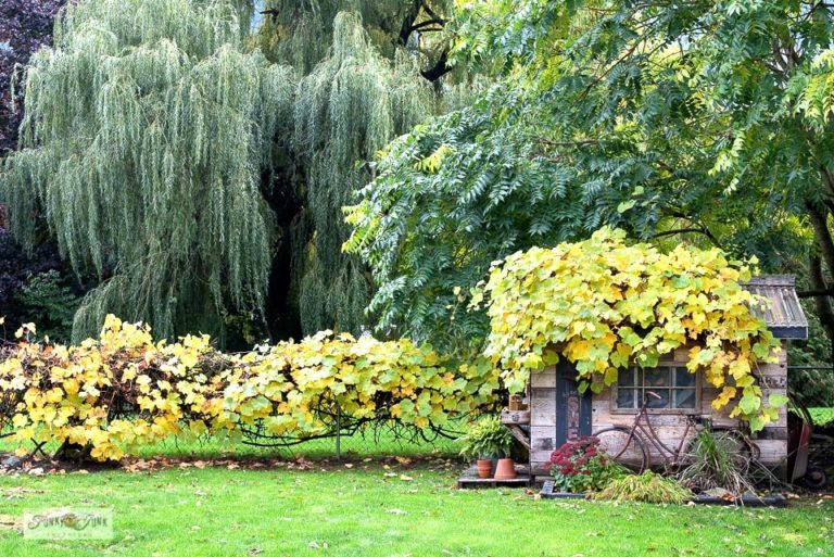 Fall leaves tour of a colorful grapevine growing on a quaint shed and ...