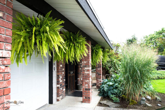 A fall season outdoor tour of massive boston ferns and foliage - Funky ...